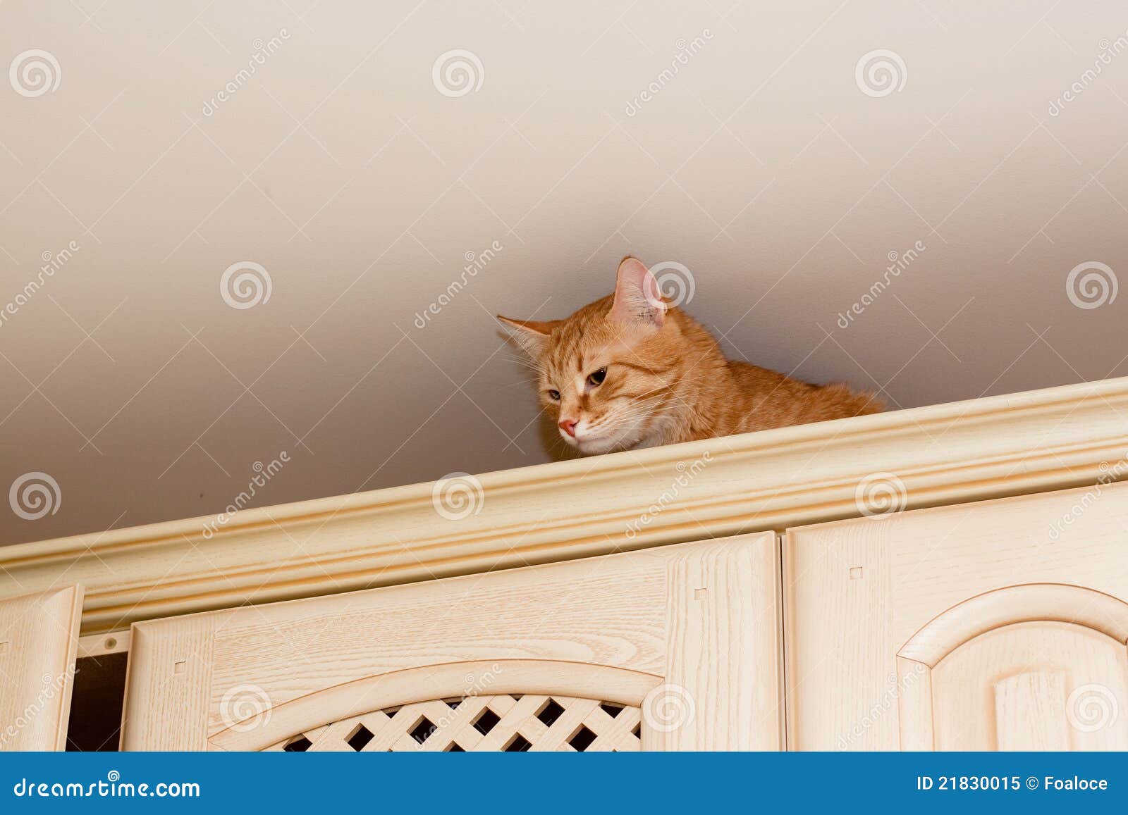 Tabby Cat On The Cupboard Royalty-Free Stock Photography ...