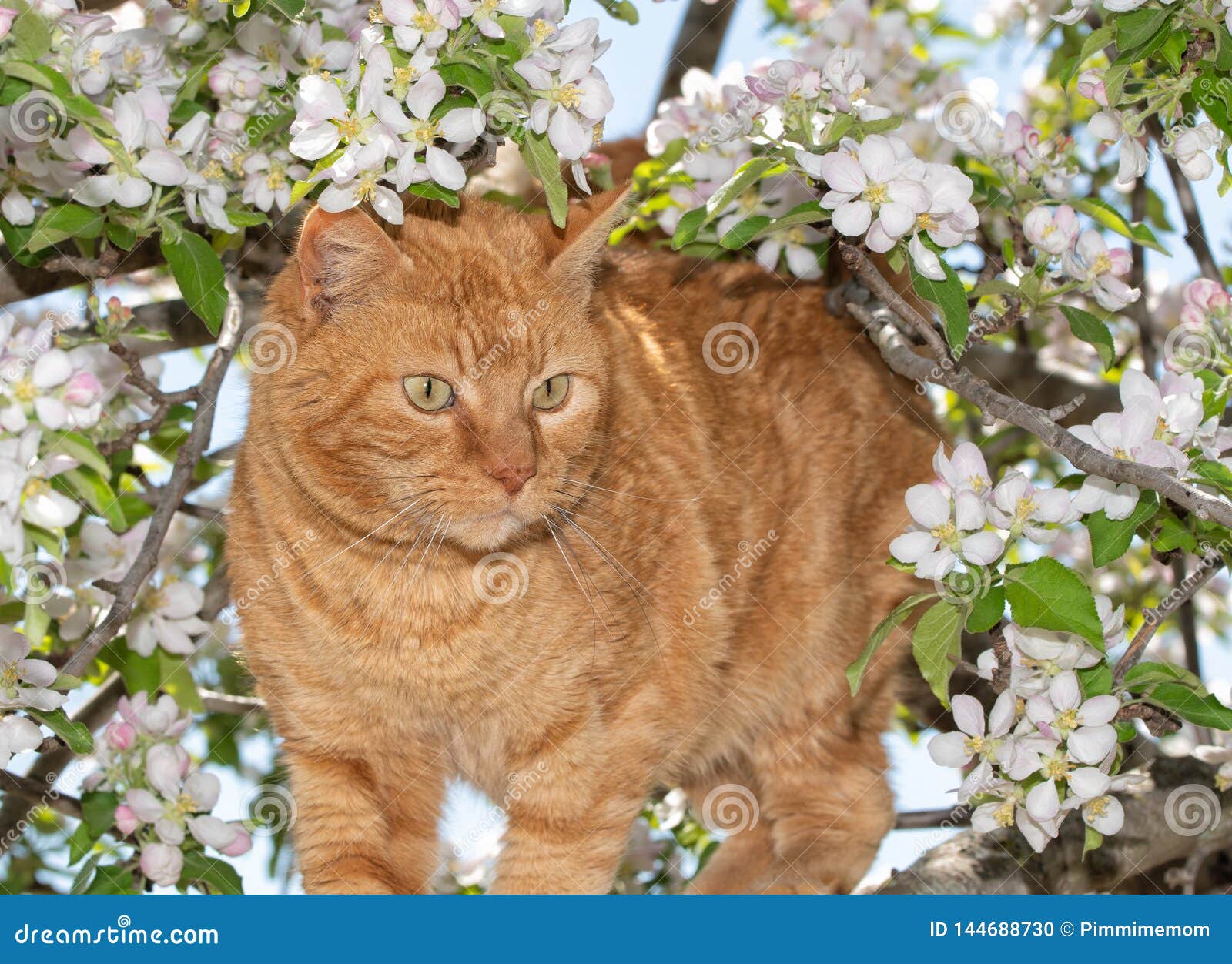 Ginger Tabby Cat on an Adventure in a Flowering Apple Tree in Spring ...