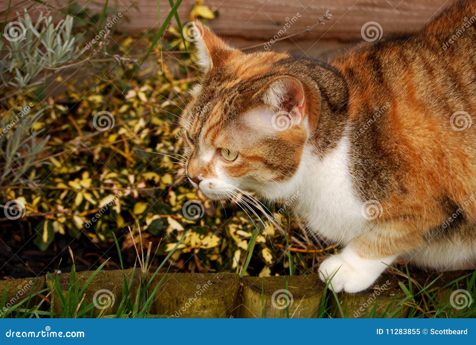 Ginger Tabby Cat Stock Image | CartoonDealer.com #18502105