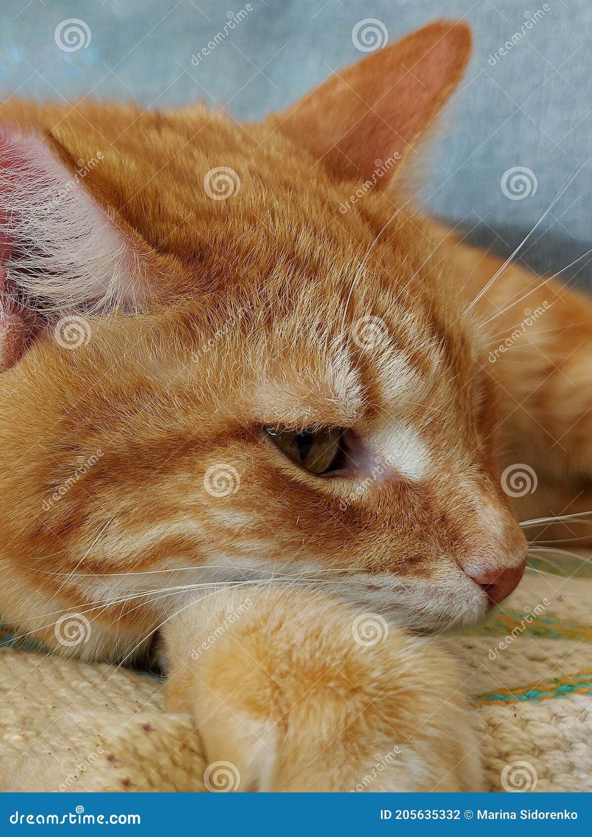 Muzzle of a Ginger Dozing Cat Stock Photo - Image of charming, pussycat ...