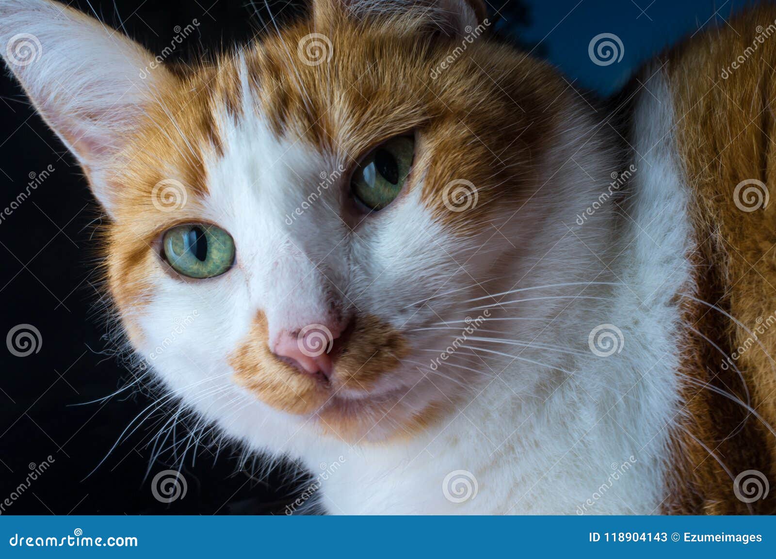 Ginger Tabby Cat stock image. Image of furry, home, relaxed - 118904143