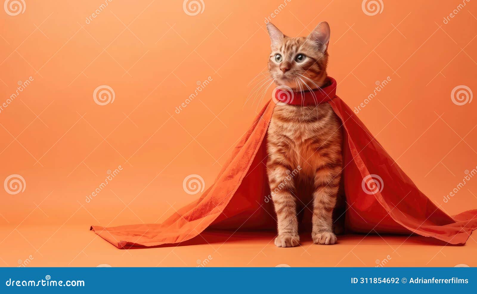 Ginger Tabby Cat with a Red Cape on an Orange Background. Stock Photo ...