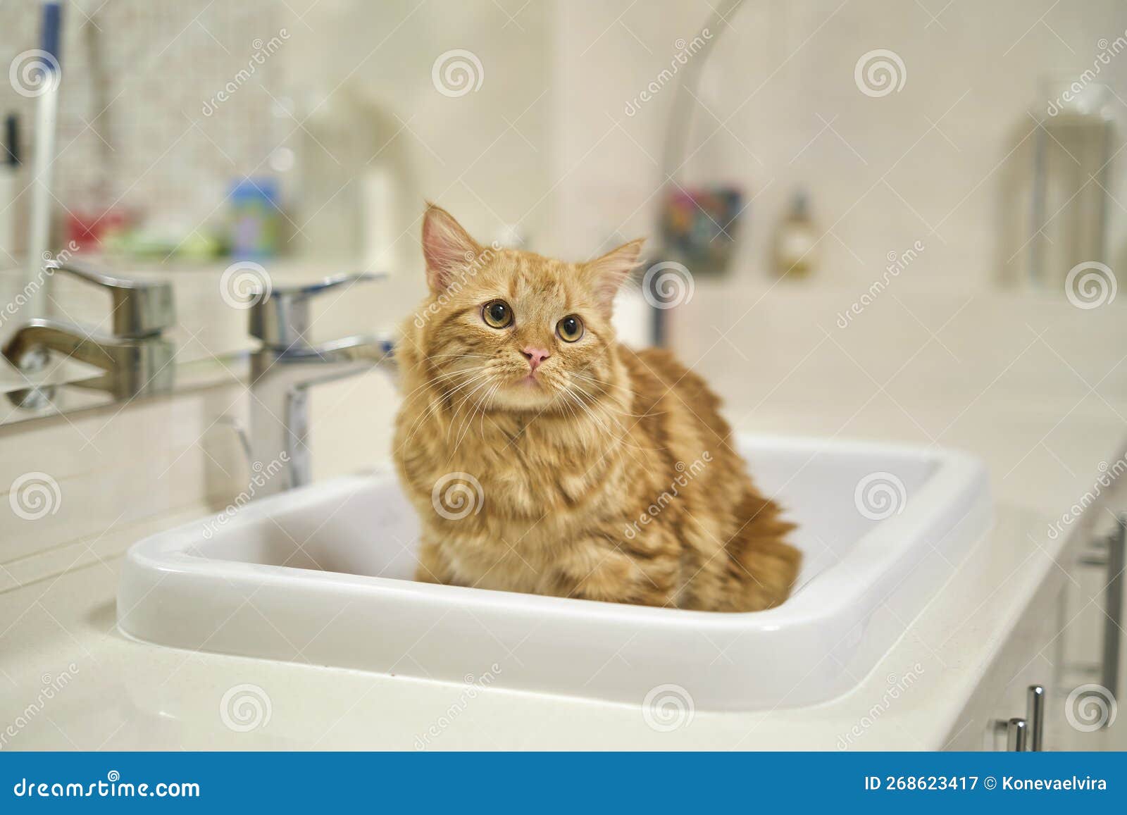 Ginger Tabby Cat is in the Sink. Pet in the Bathroom. Cat in a White ...