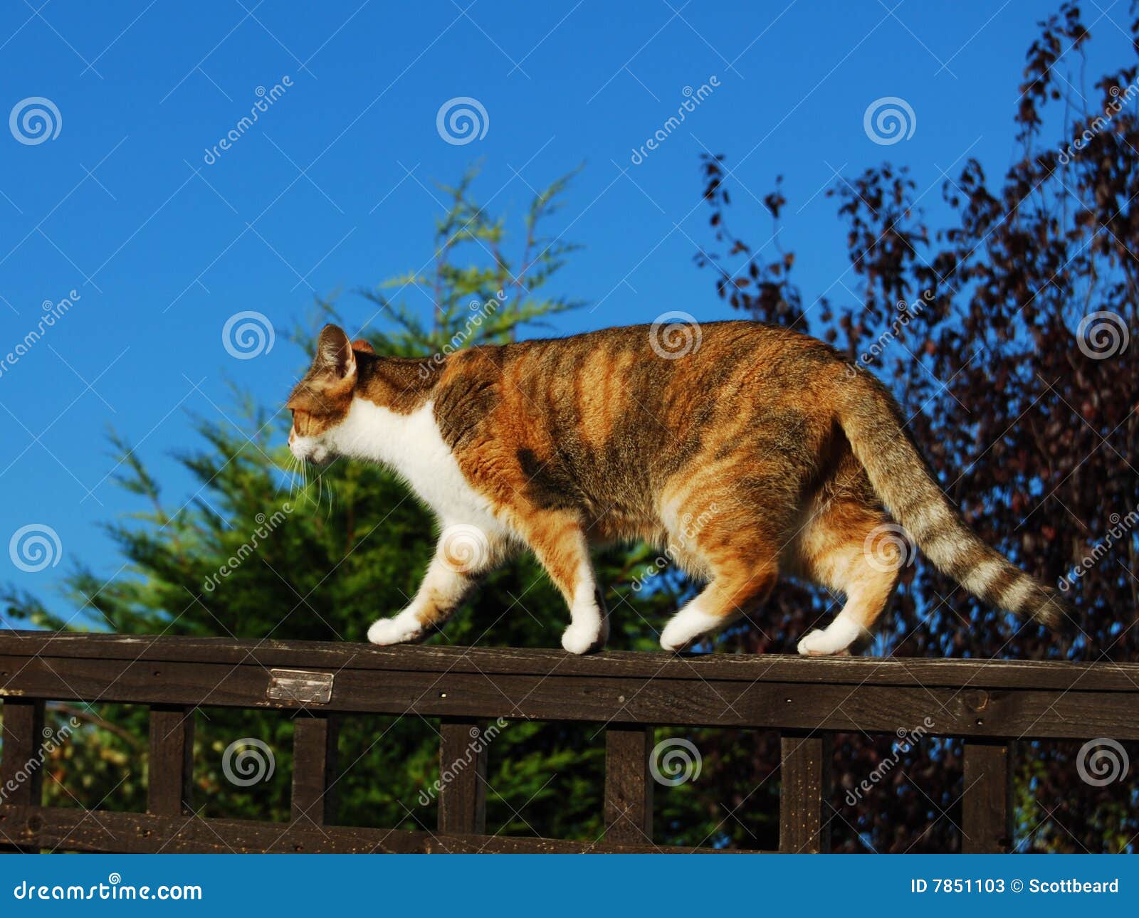 Ginger Tabby Cat Stock Image | CartoonDealer.com #18502105