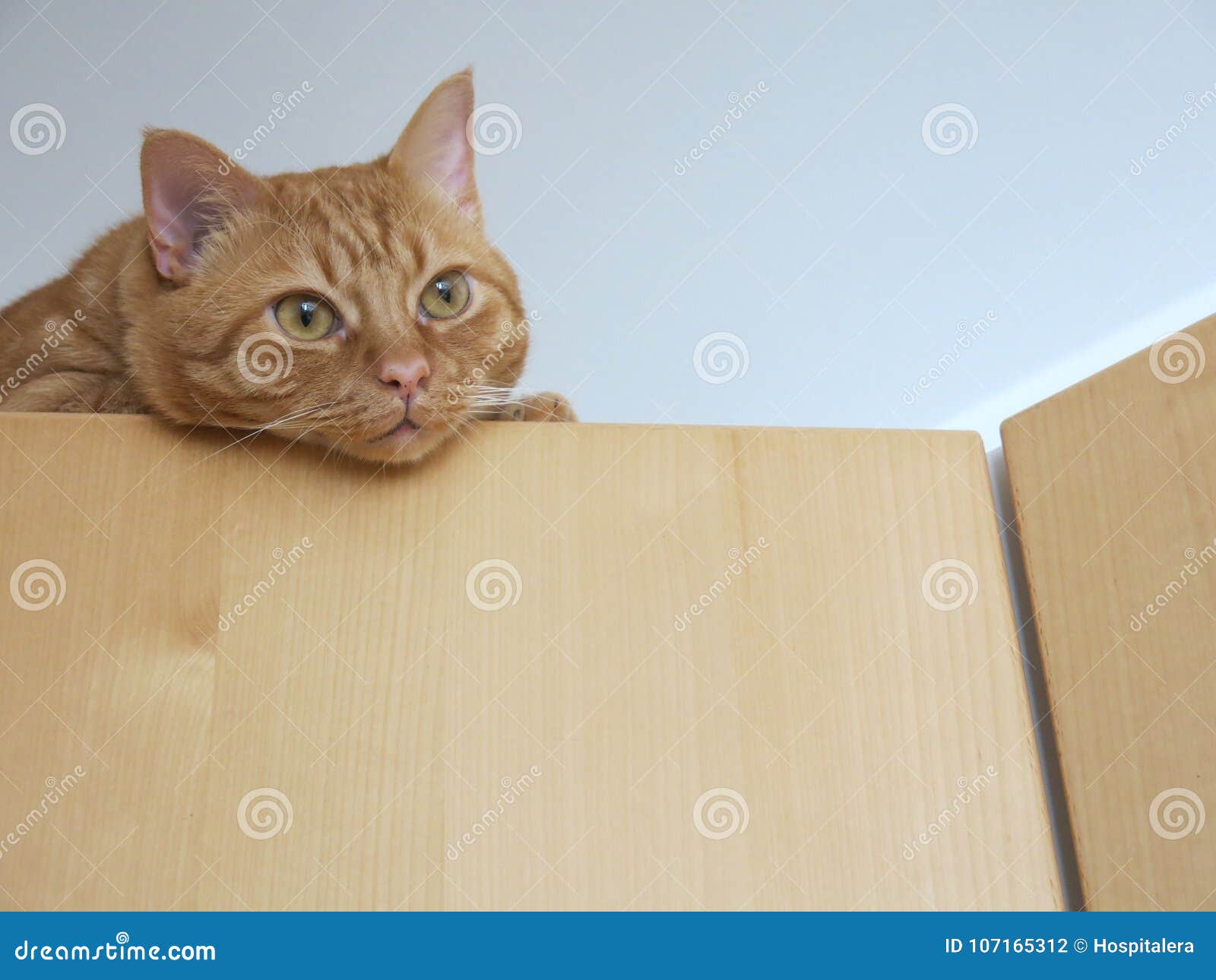 Tabby Cat On The Cupboard Royalty-Free Stock Photography ...