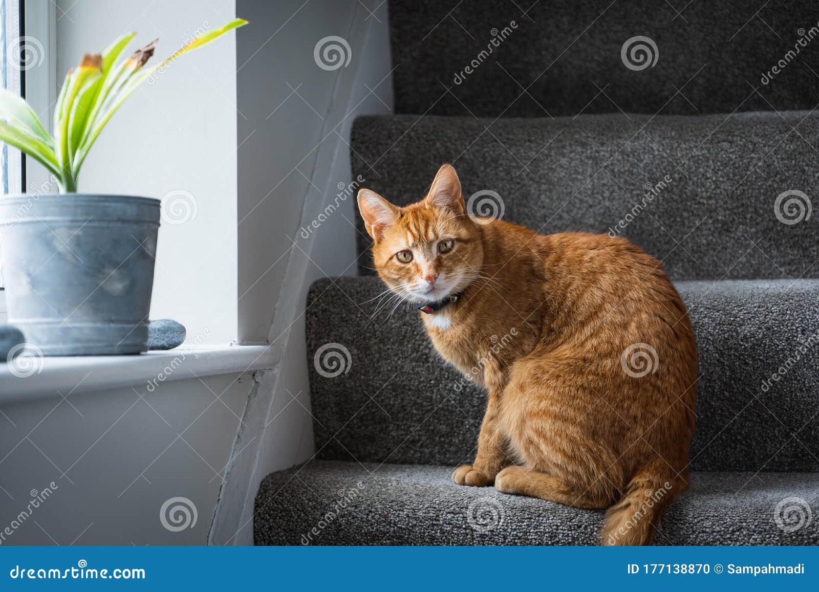 A Ginger Tabby Tom Cat Sat on the Staircase Stock Photo - Image of ...