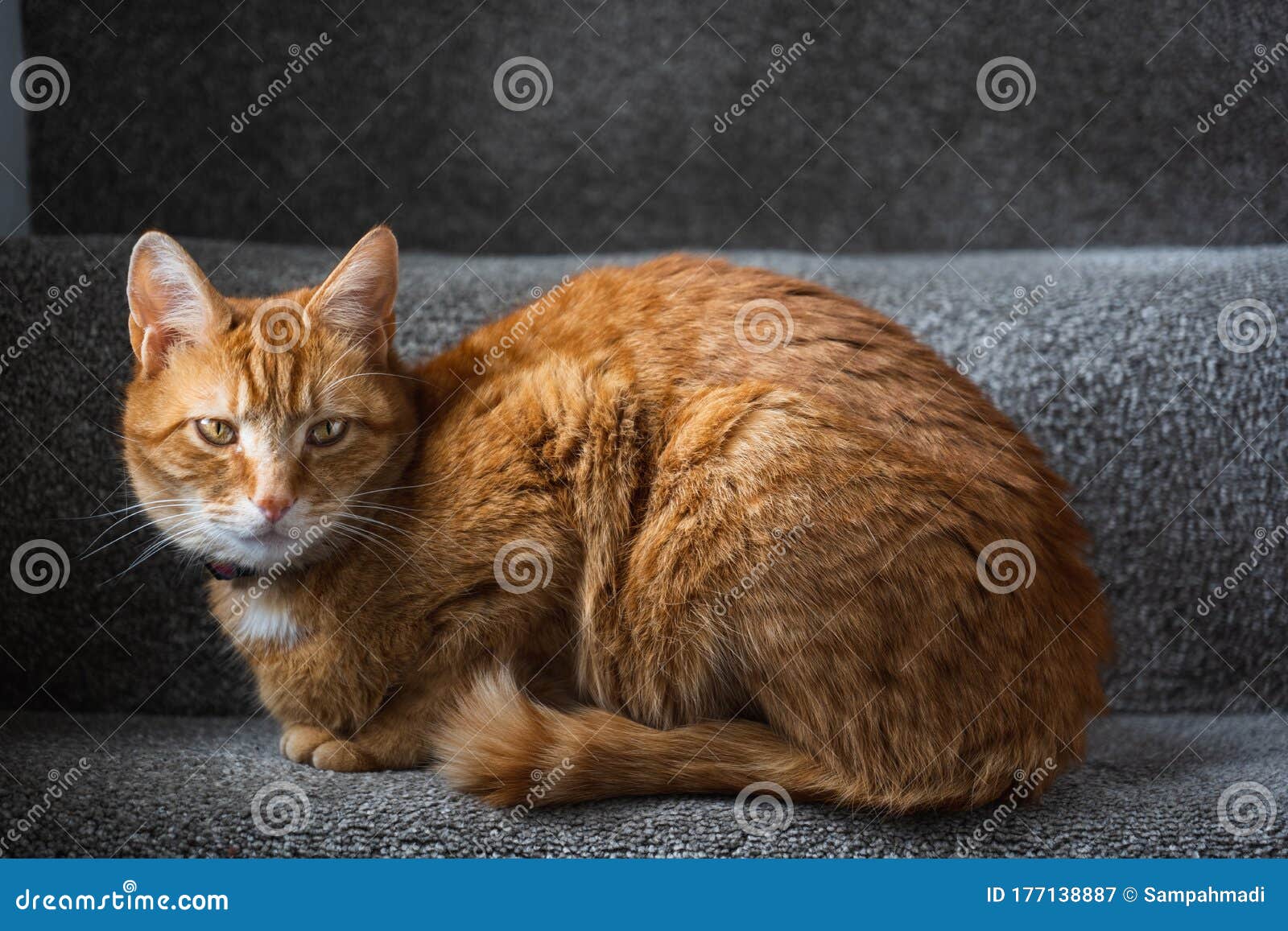 A Ginger Tabby Tom Cat Sat on the Staircase Stock Image - Image of ...