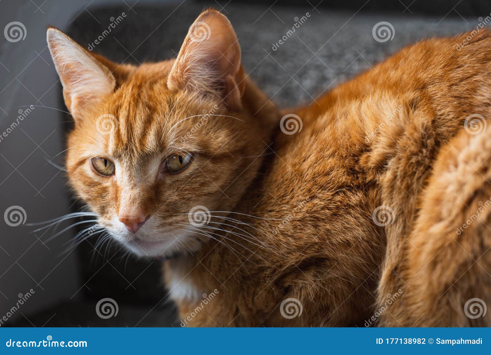 A Ginger Tabby Tom Cat Sat on the Staircase Stock Photo - Image of ...