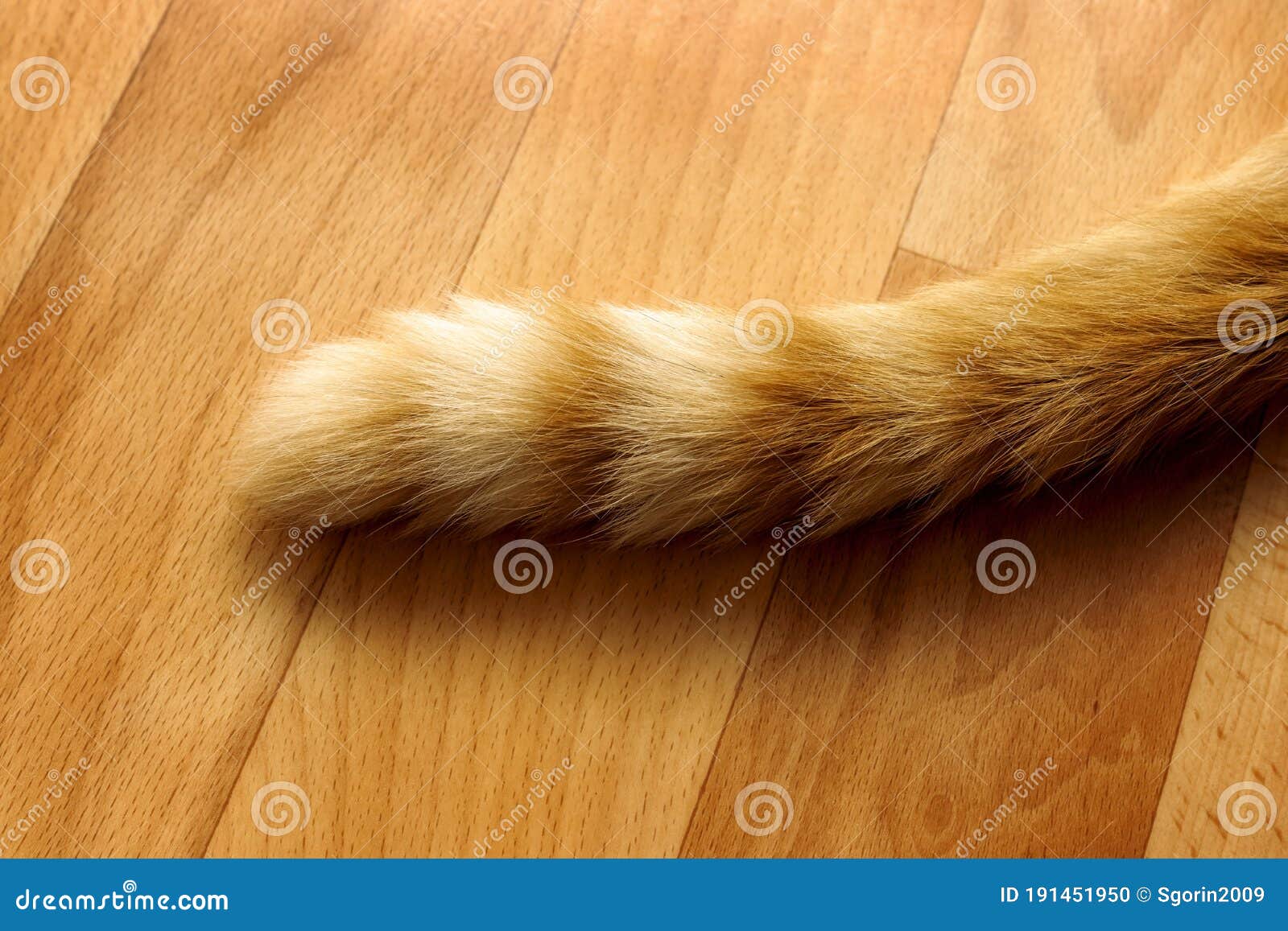 Ginger Cat Tail. Cat Laying On The Floor At Home. Happy Tabby Cat ...
