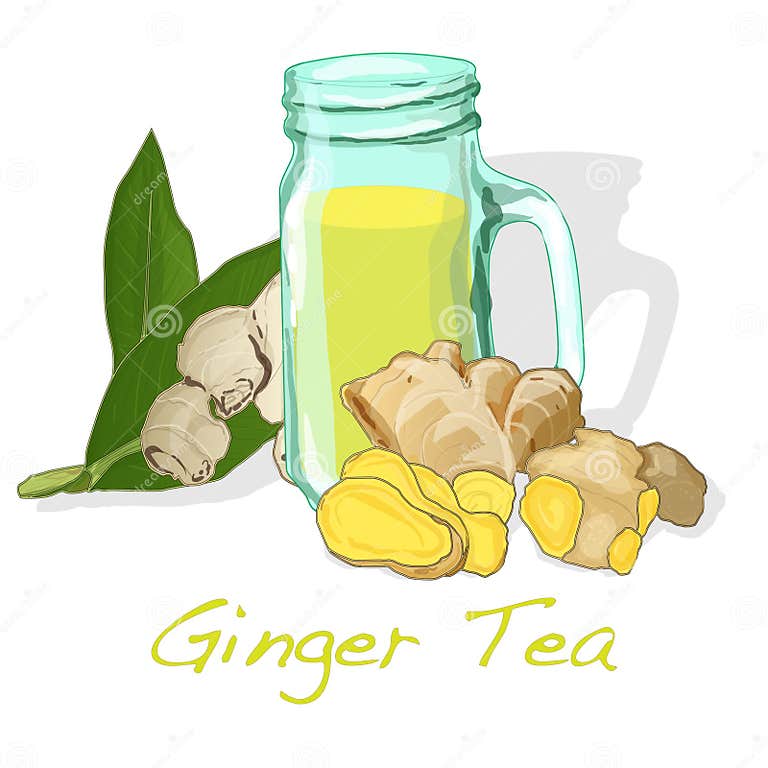 Ginger Tea Vector Illustration Stock Vector - Illustration of nature ...