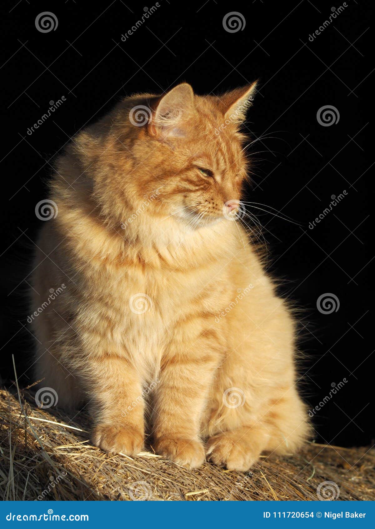Ginger Tom Cat stock photo. Image of ginger, alley, green - 111720654