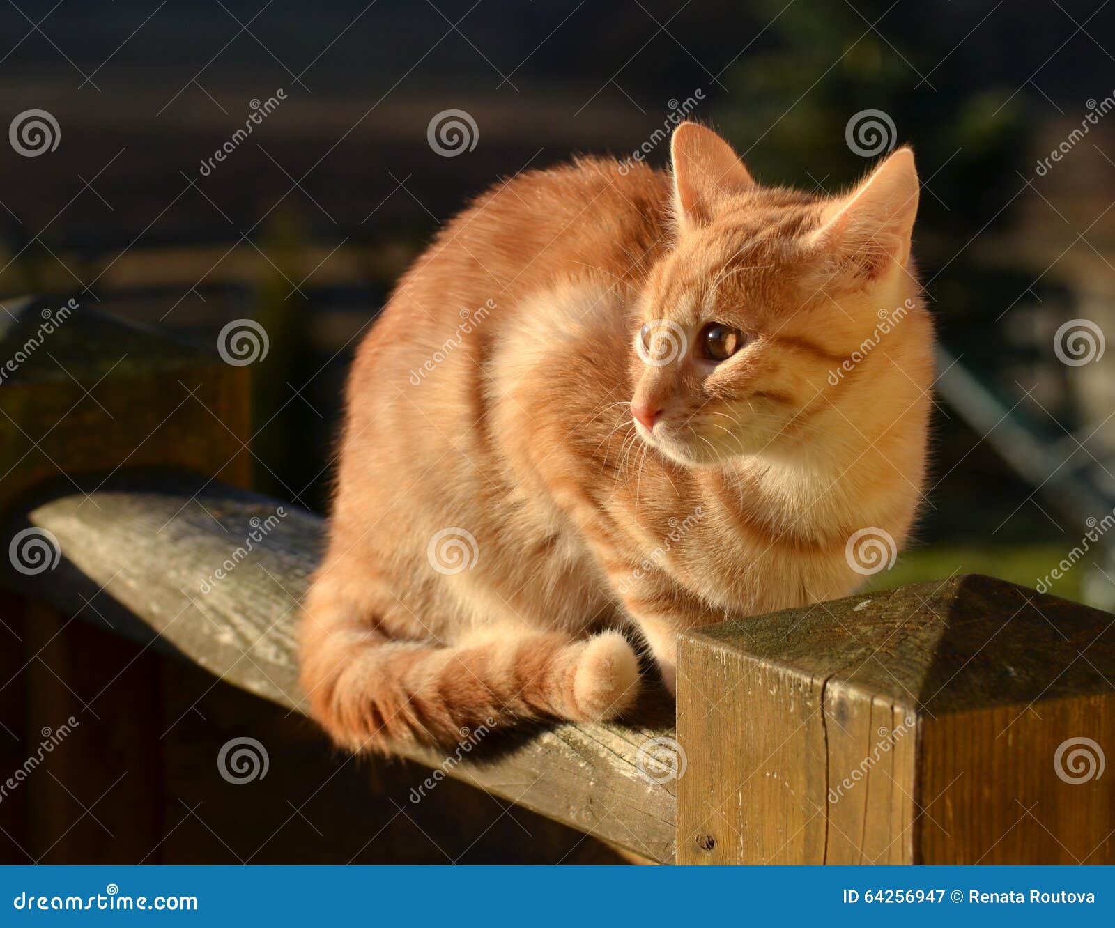 Ginger tom cat stock image. Image of cute, family, home - 64256947