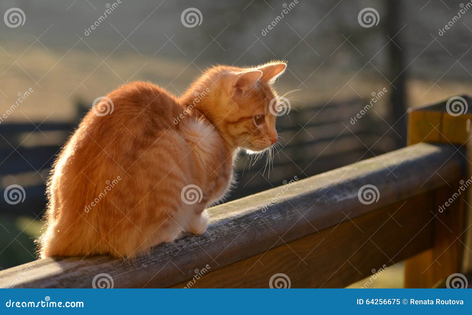 Ginger Tom Cat Sitting on Balcony Stock Image - Image of beast, feline ...