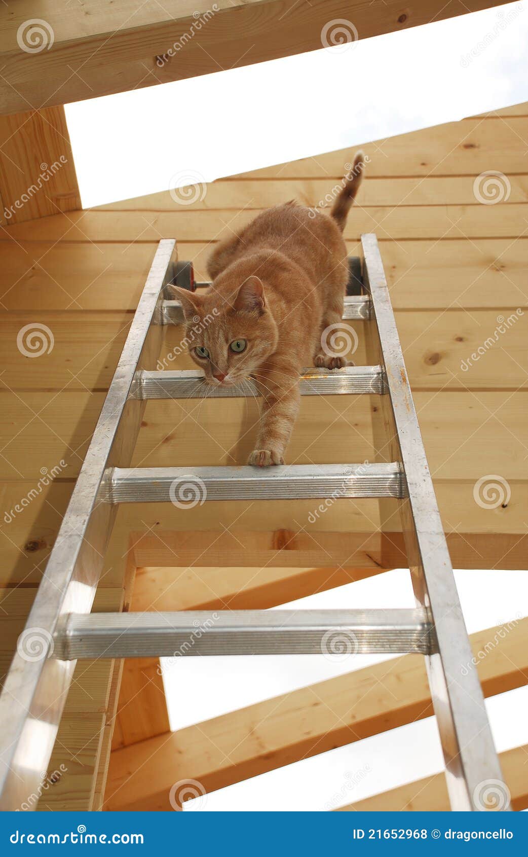 Ginger Tom Descending Ladder Stock Photo - Image of tabby, cute: 21652968