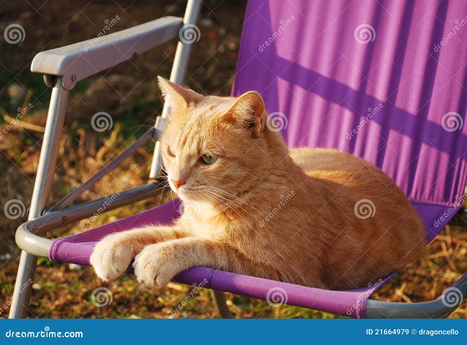 Ginger Tom on Purple Garden Chair Stock Image - Image of outside, cute ...