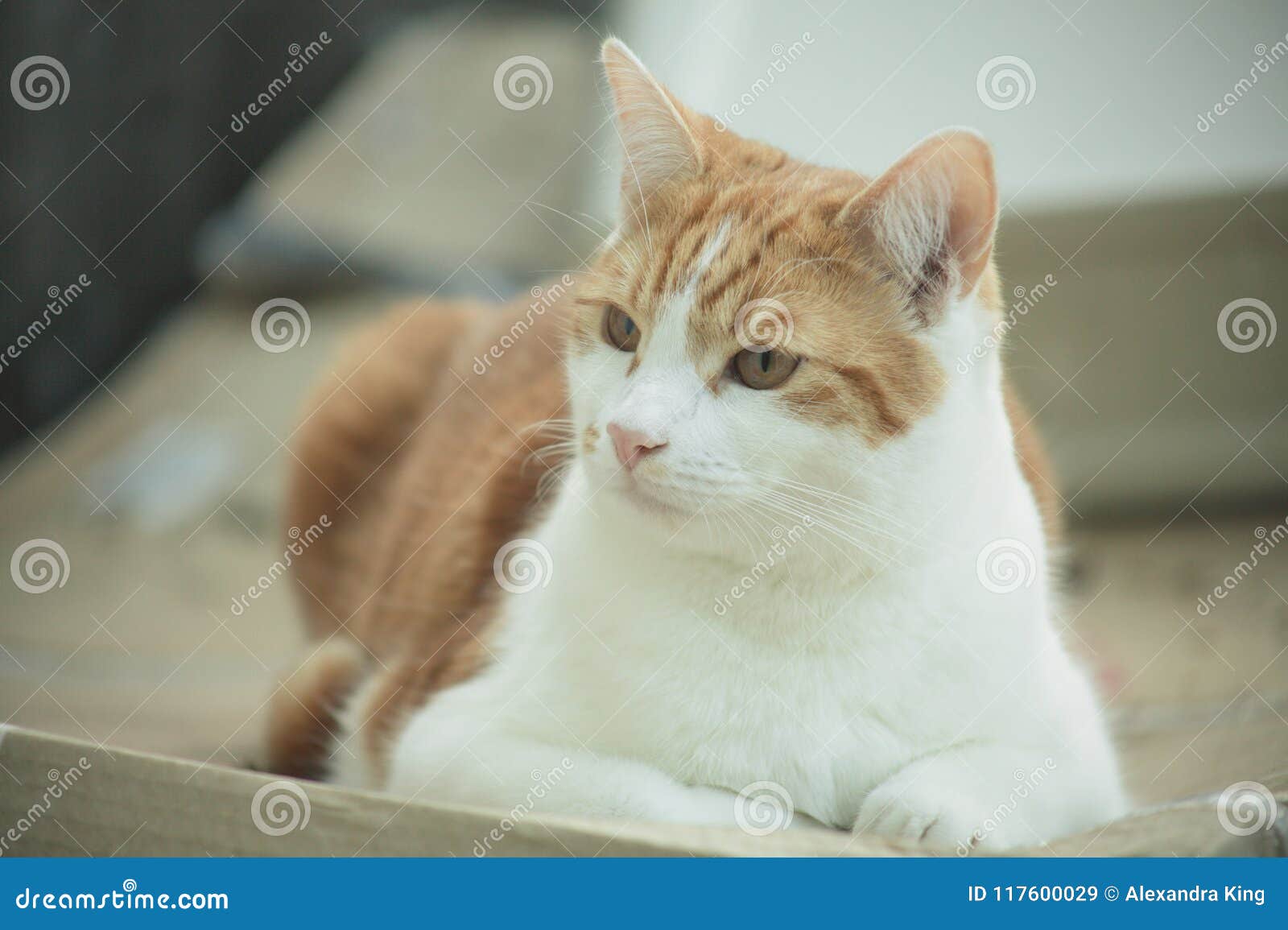 Ginger Tomcat stock image. Image of cute, ears, darling - 117600029