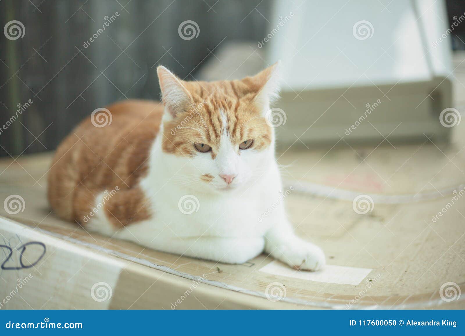 Ginger Tomcat stock photo. Image of lying, garden, house - 117600050