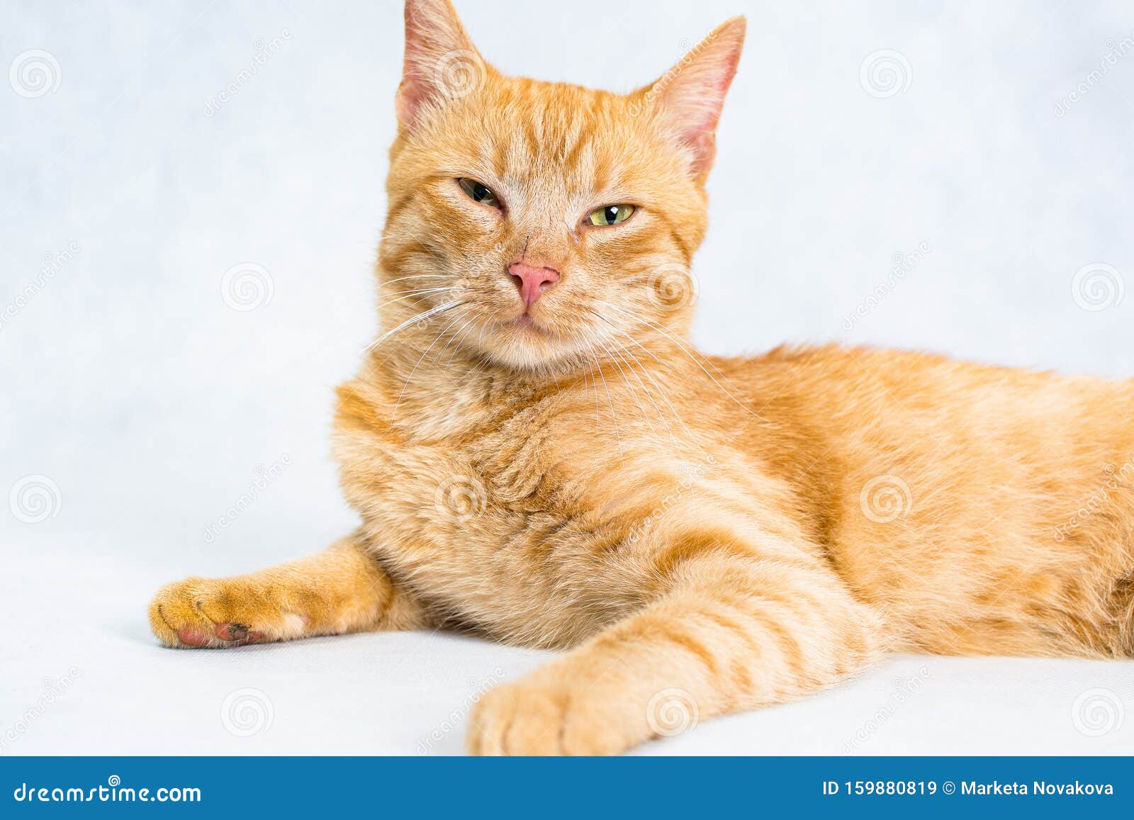 Ginger Tomcat with Satisfied Expression Narrow One Eye Stock Image ...