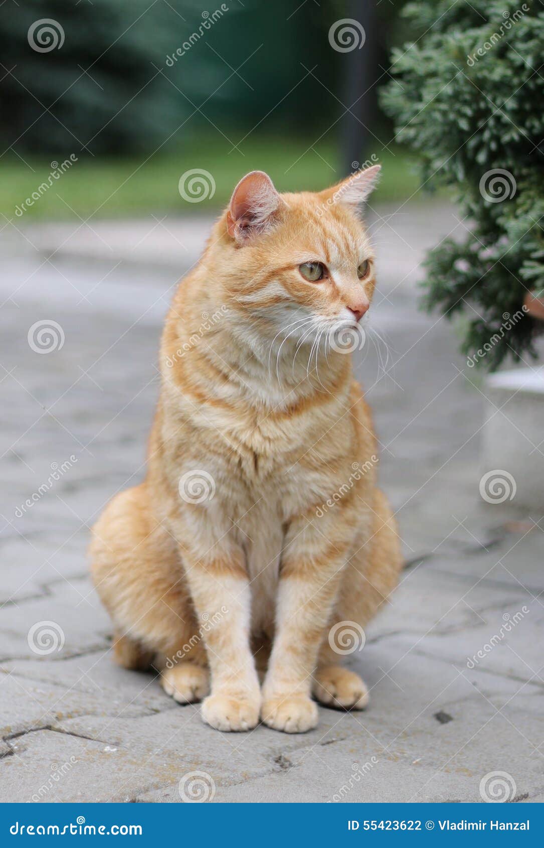Ginger tomcat stock photo. Image of house, nice, outside - 55423622