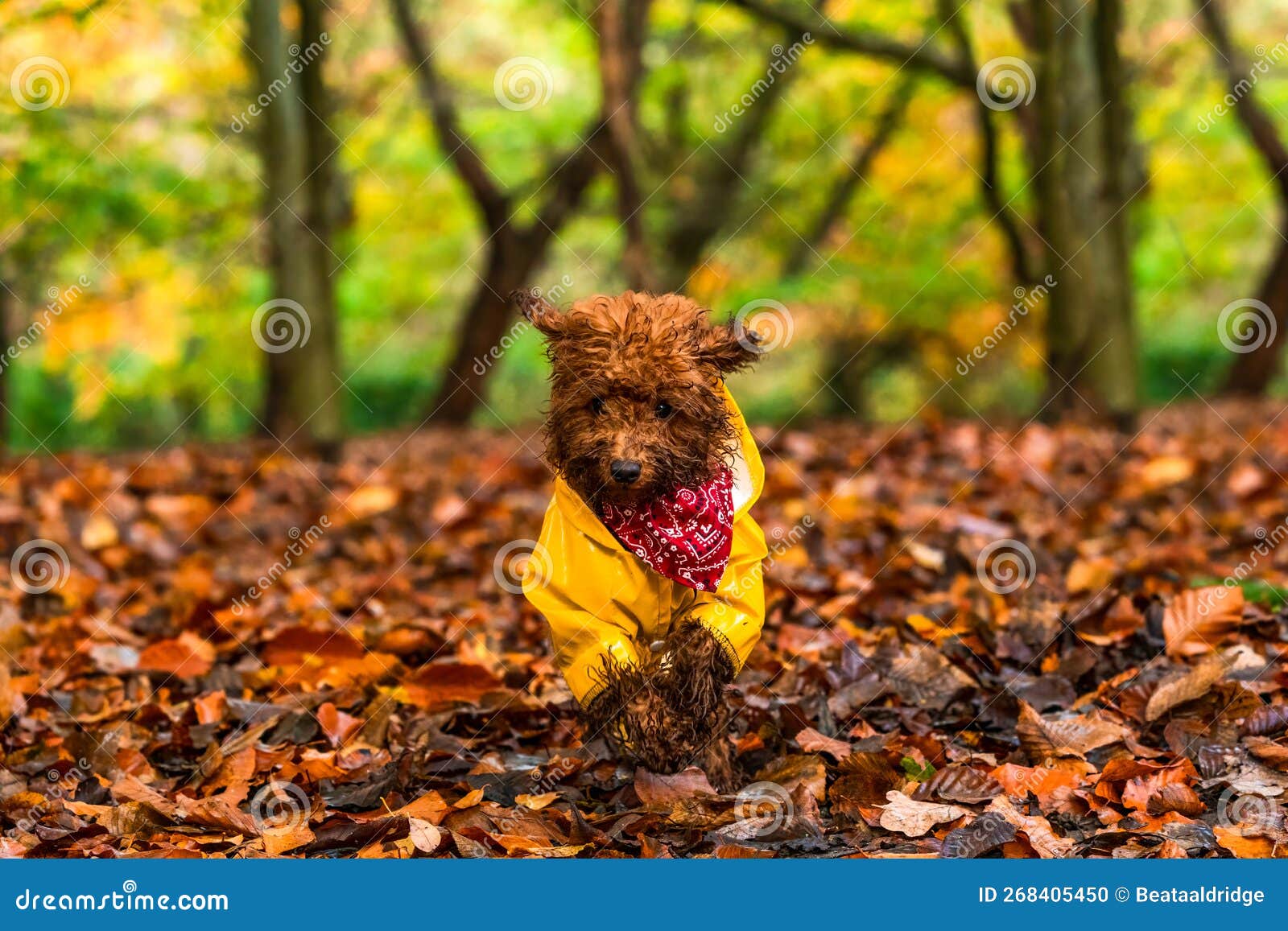 Ginger toy poodle puppy stock photo. Image of canine - 268405450
