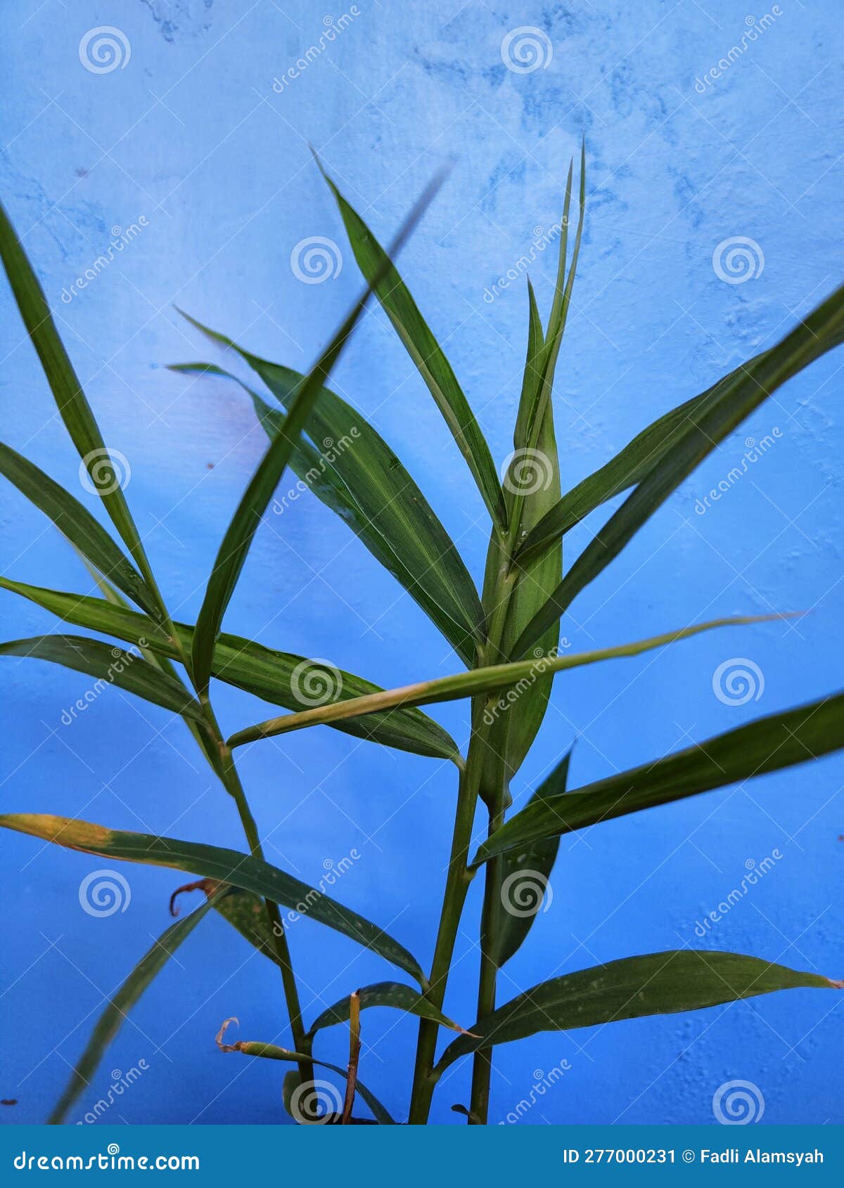 Ginger Tree Leaves on a Blue Background Stock Image - Image of nature ...