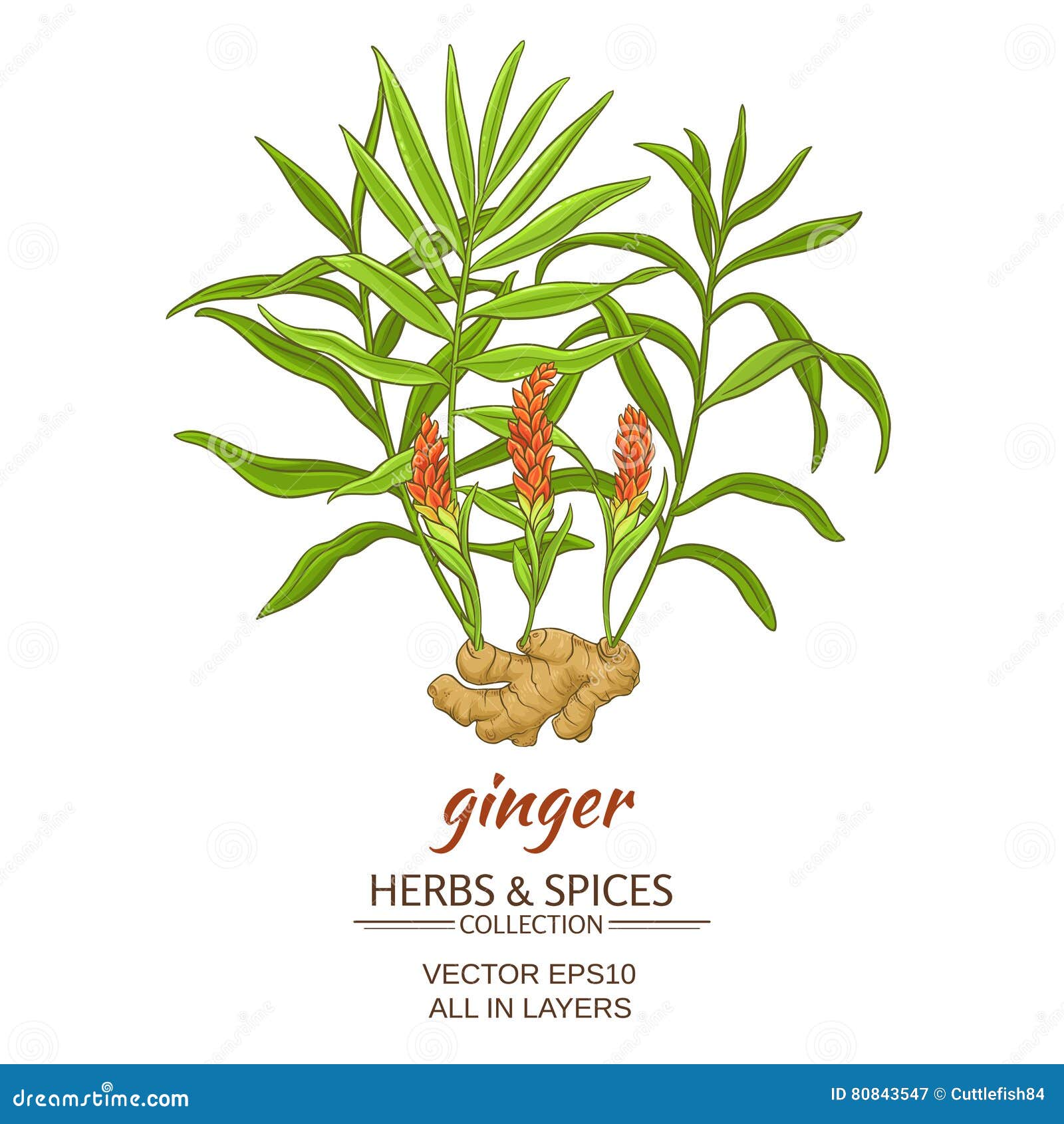 Ginger vector illustration stock vector. Illustration of botany - 80843547
