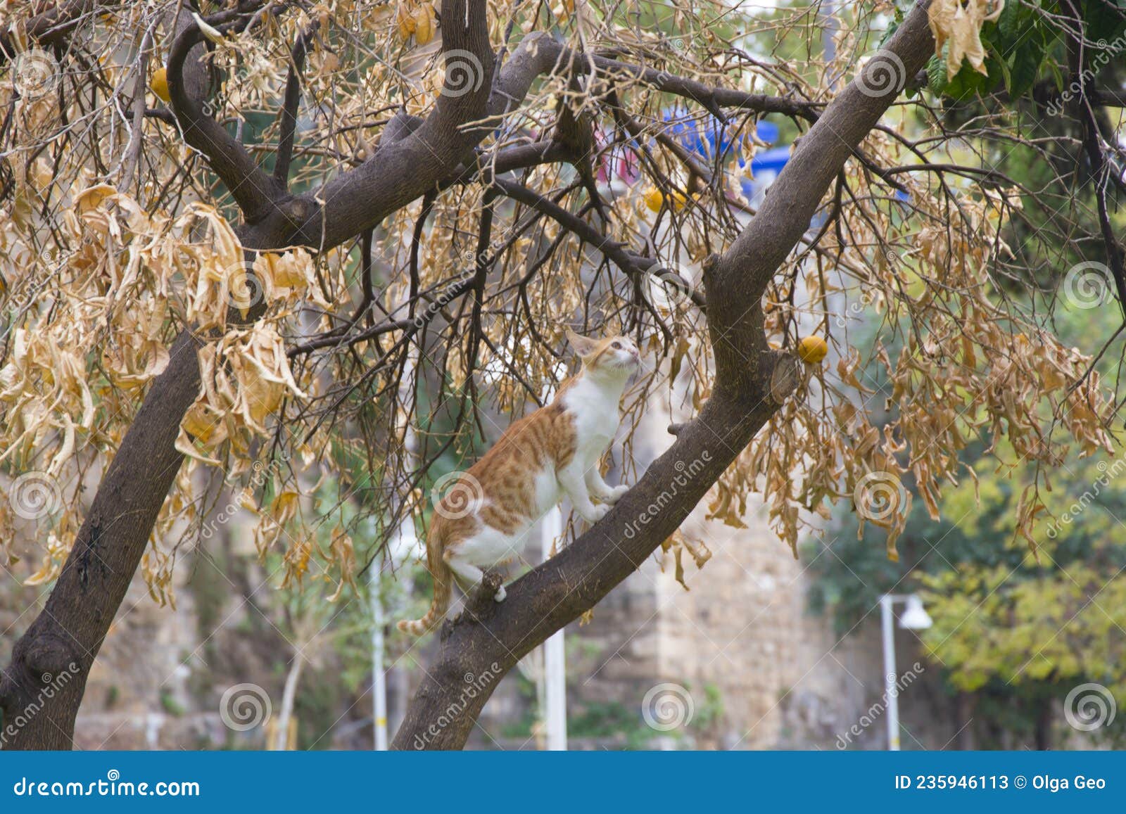 Ginger and White Cat in Fall Tree Stock Image - Image of lovely, fall ...