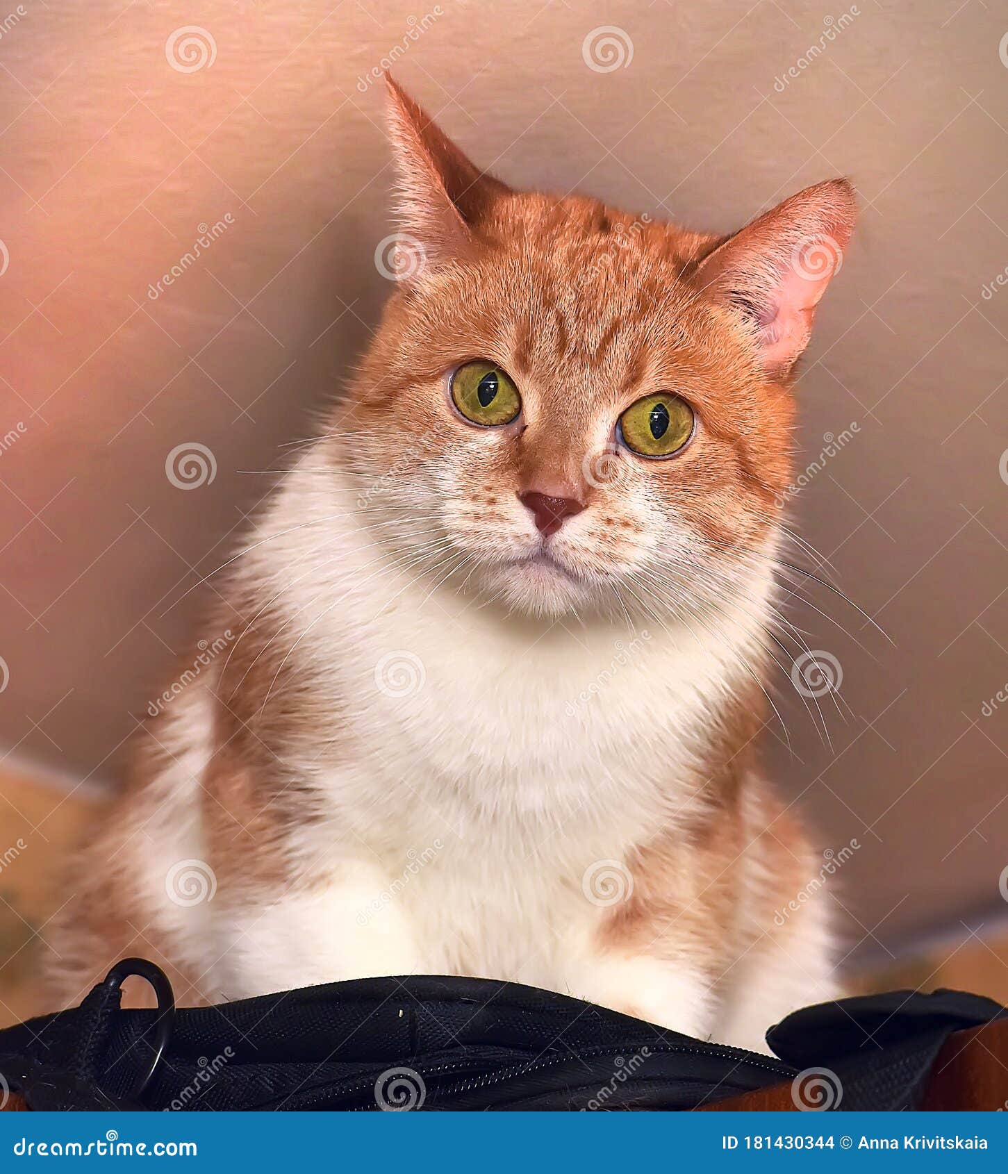 Ginger and white cat stock photo. Image of attention - 181430344