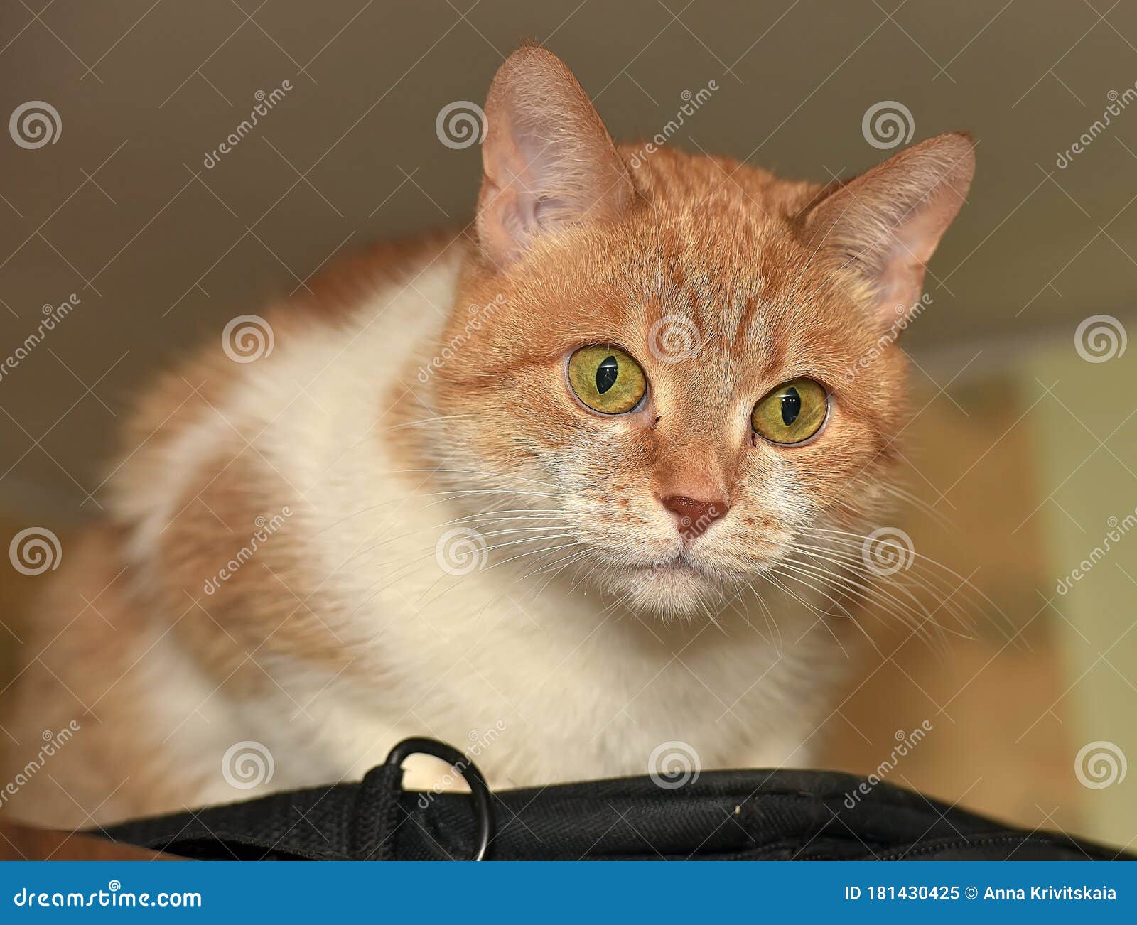 Ginger and white cat stock image. Image of adorable - 181430425