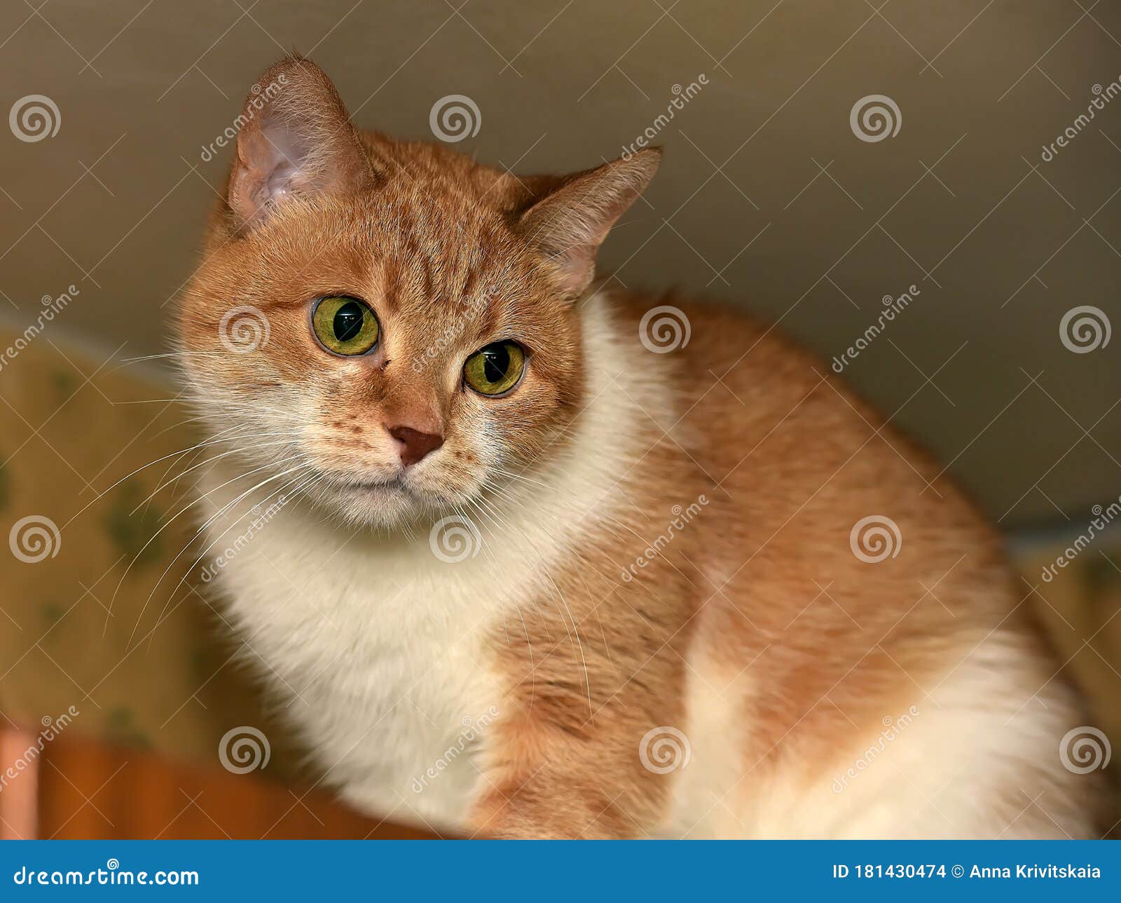 Ginger and white cat stock photo. Image of closeup, animal - 181430474