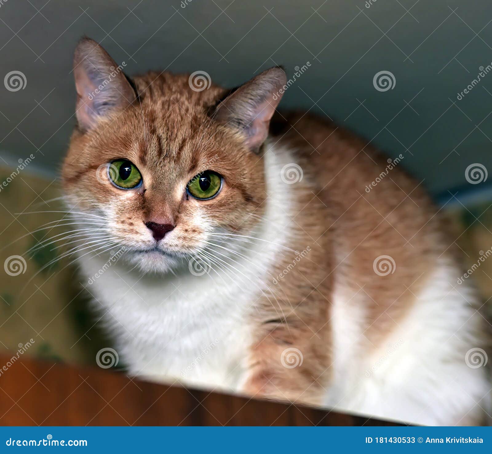 Ginger and white cat stock image. Image of feline, danger - 181430533