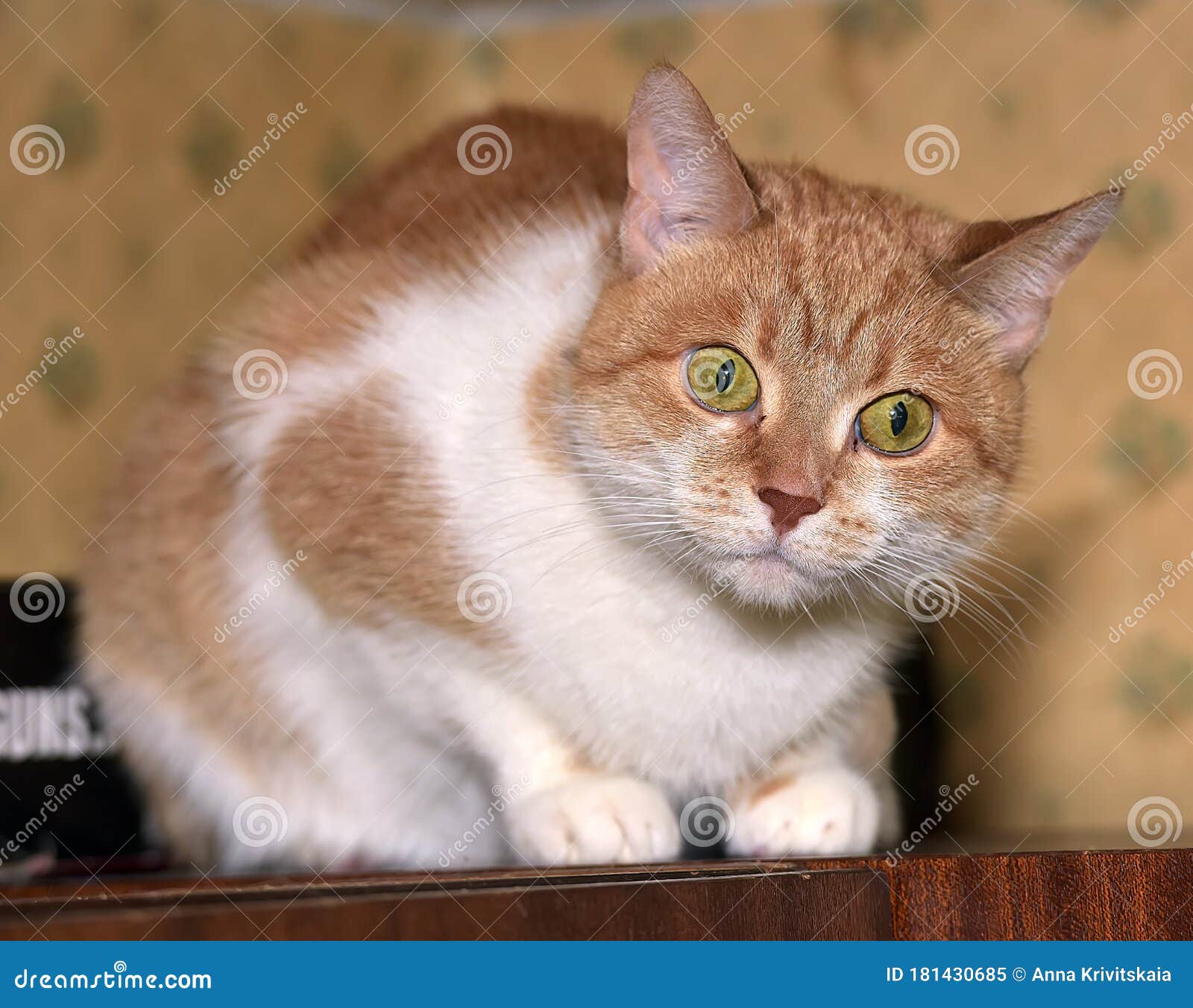Ginger and white cat stock image. Image of healthy, clean - 181430685