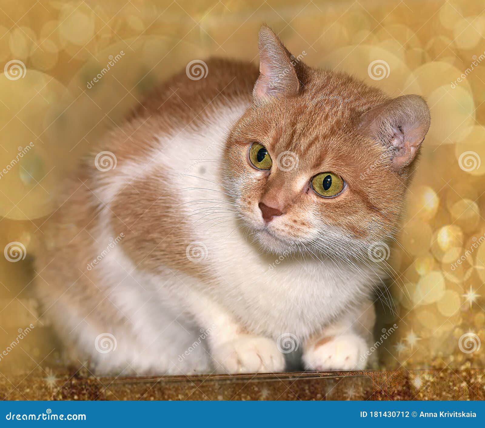 Ginger and white cat stock photo. Image of pedigree - 181430712