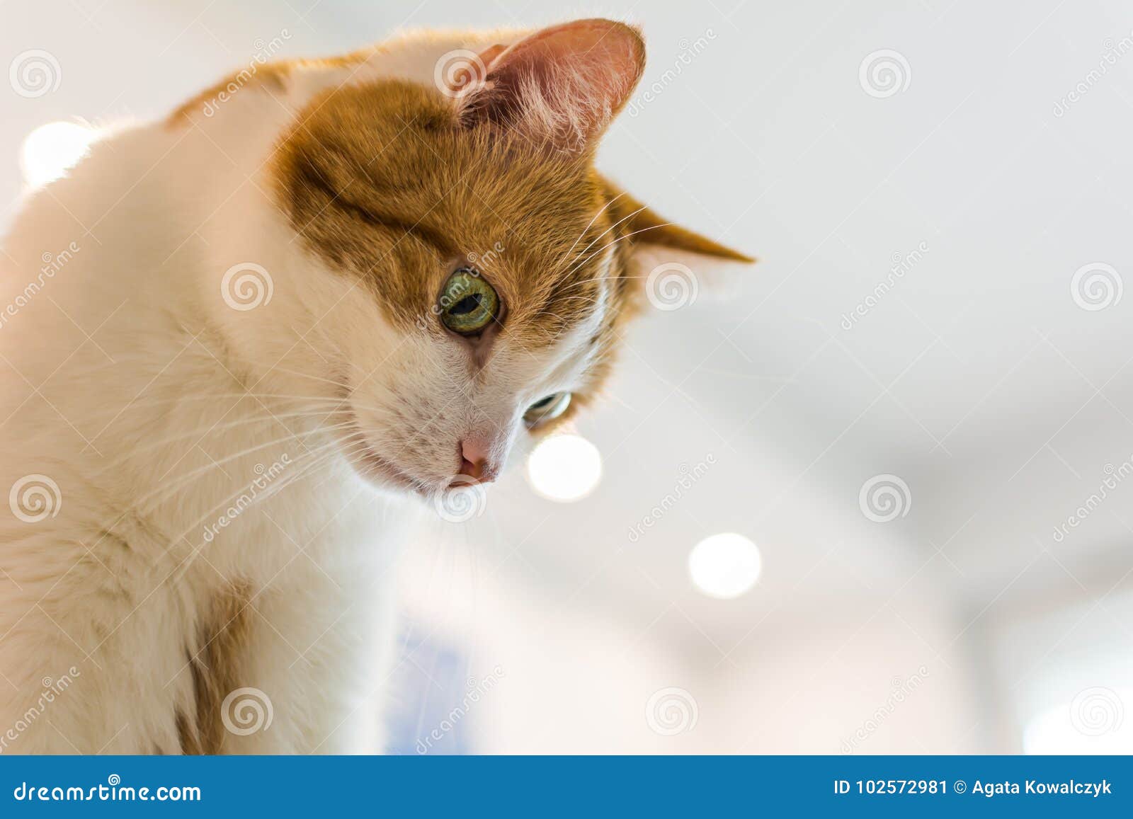 Ginger and White Cat Looking Down Stock Image - Image of eyes, kitty ...