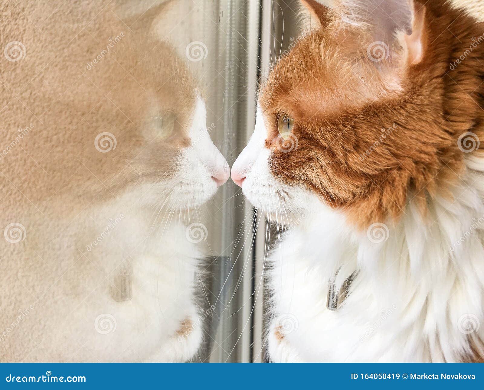 Ginger White Cat Looking Out of the Window with Face Reflection Stock ...