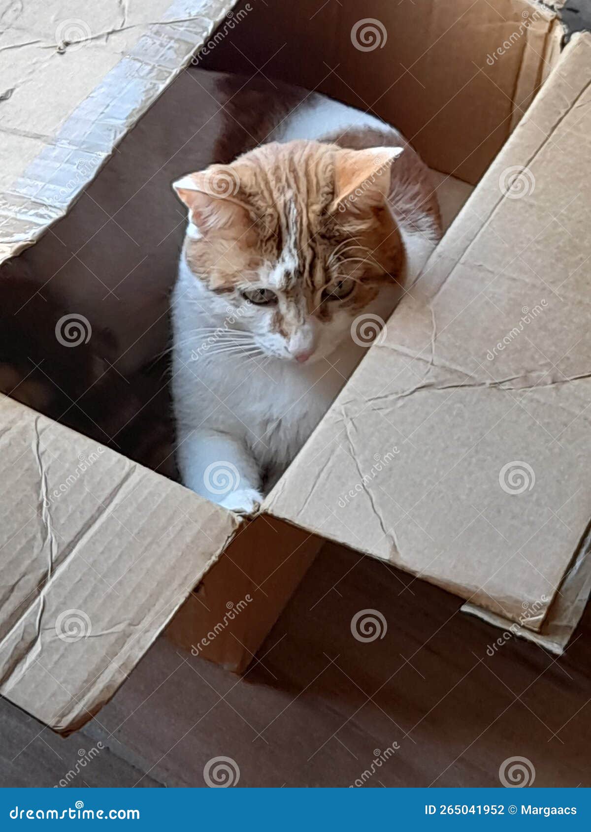 Ginger and White Cat Playing in Box Stock Photo - Image of white ...