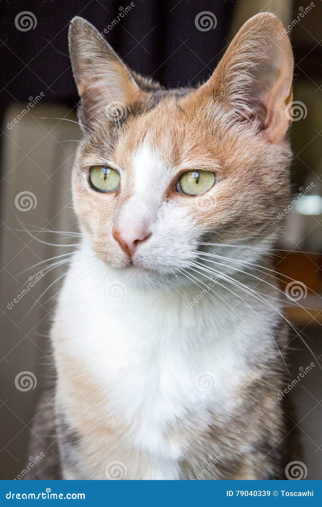 Ginger and white cat stock image. Image of indoors, cute - 79040339