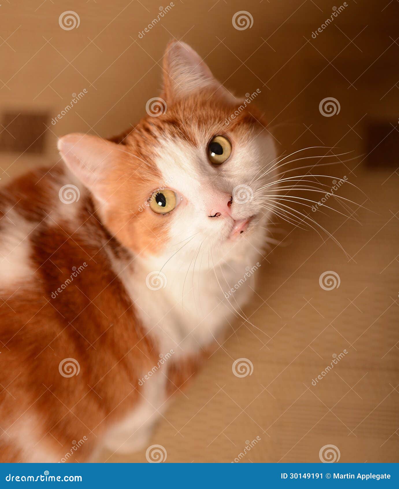 Ginger and white cat stock image. Image of active, patch - 30149191
