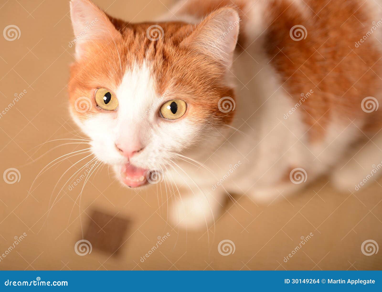 Ginger and white cat stock photo. Image of animal, hunt - 30149264