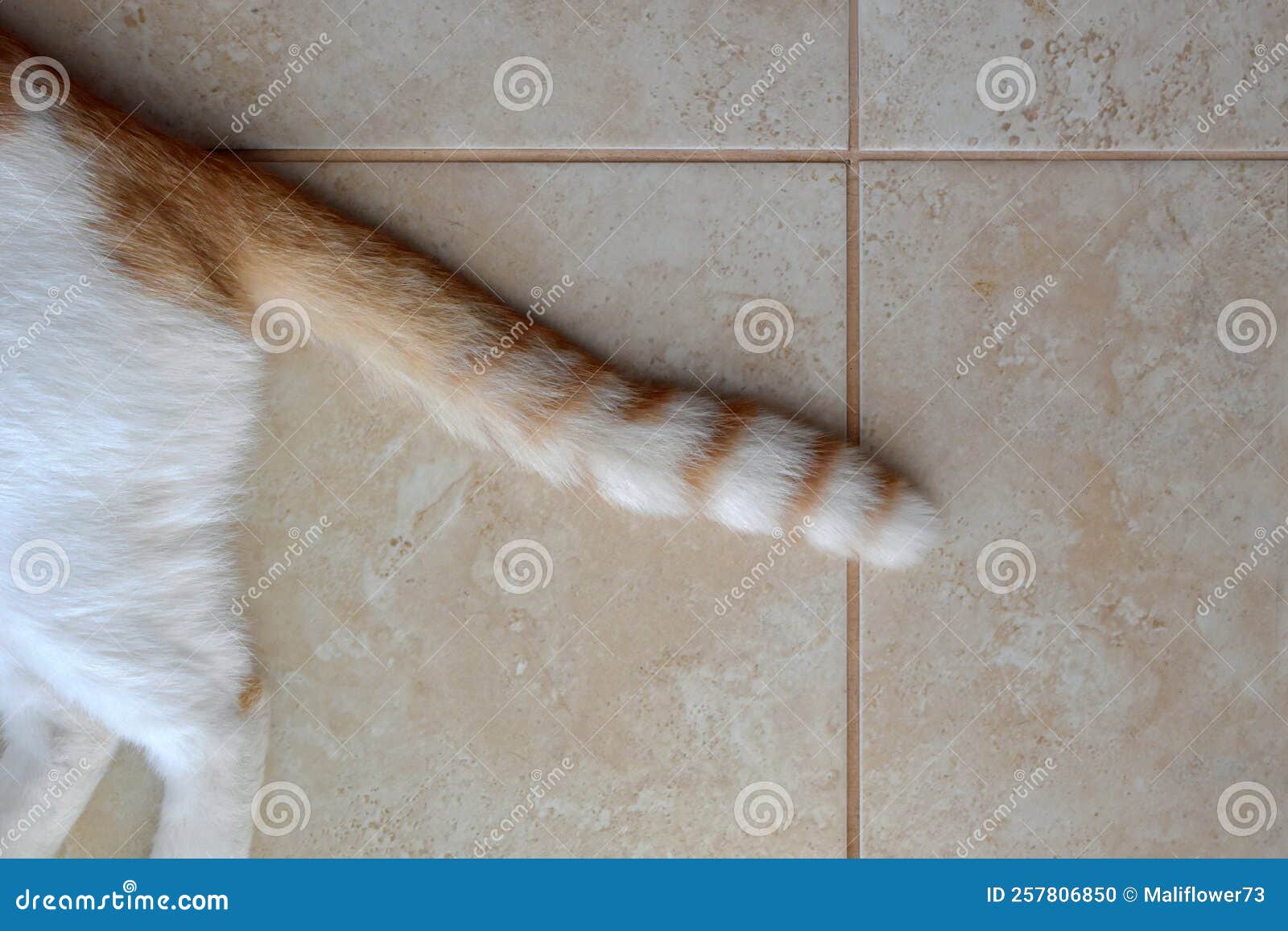 Ginger and White Cat Tail on the Tile Floor. Stock Photo - Image of ...