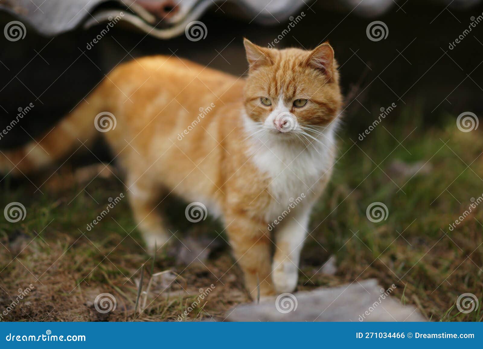 Ginger White Cat Walk in the Garden Stock Photo - Image of feline ...