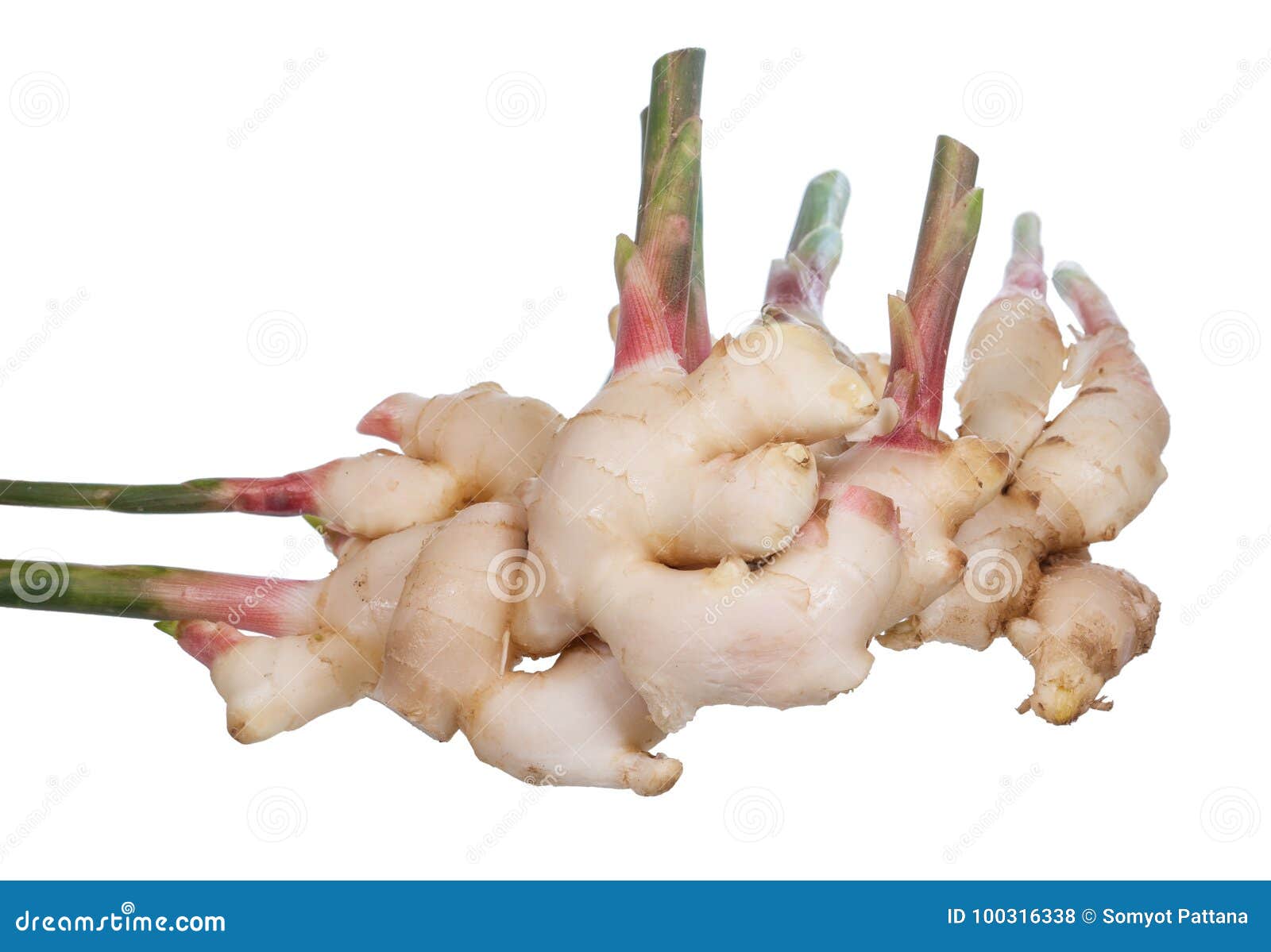 Ginger stock photo. Image of plant, root, health, vegetable - 100316338