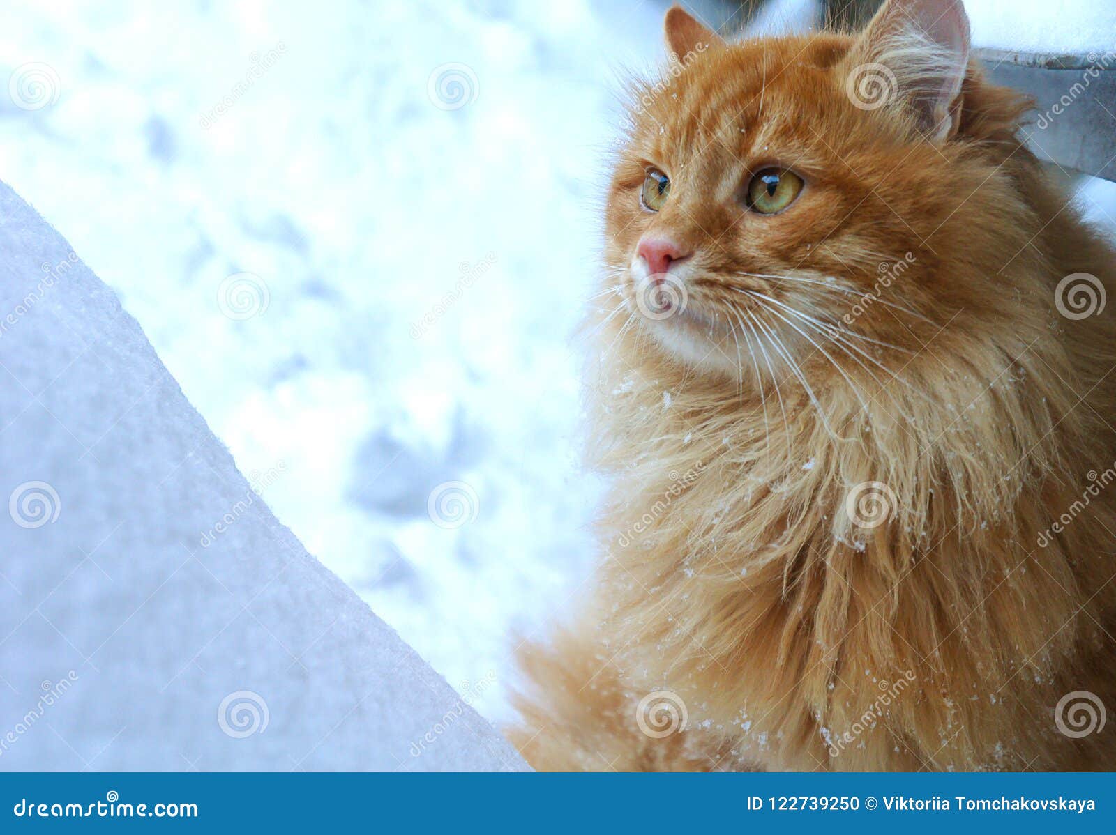 Ginger Furry Cat on Snow in Winter Stock Photo - Image of season ...
