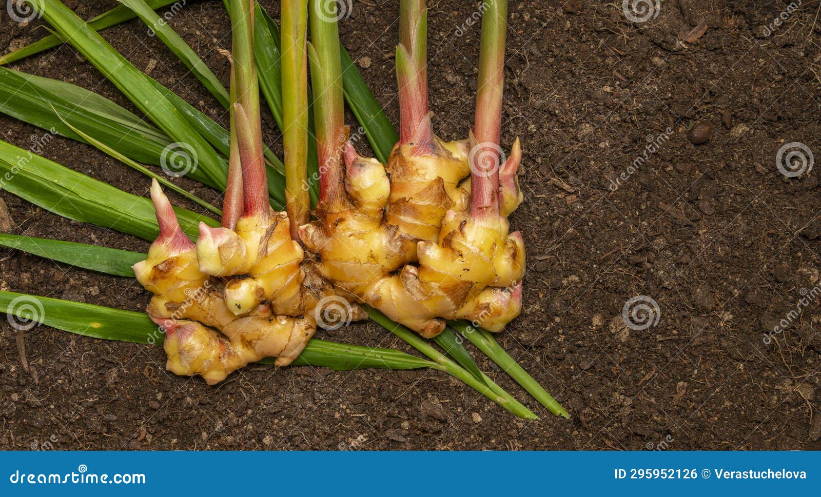 Ginger Zingiber Officinale Roots on Ground Stock Photo - Image of ...