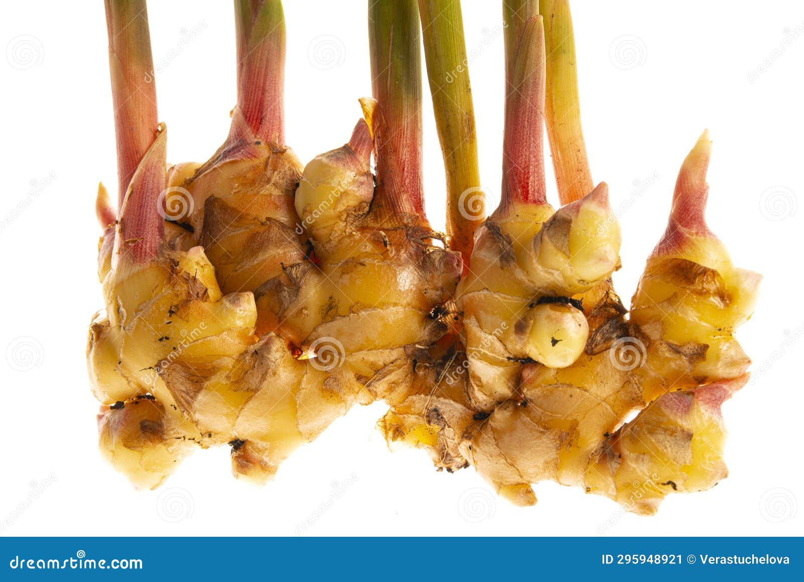 Ginger Zingiber Officinale Roots on White Background Stock Image ...