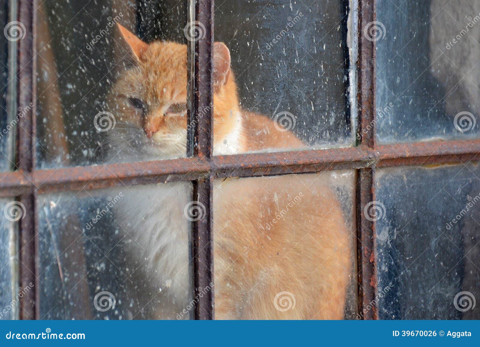 A Gingery Cat Behind an Old Window Stock Photo - Image of look, wait ...