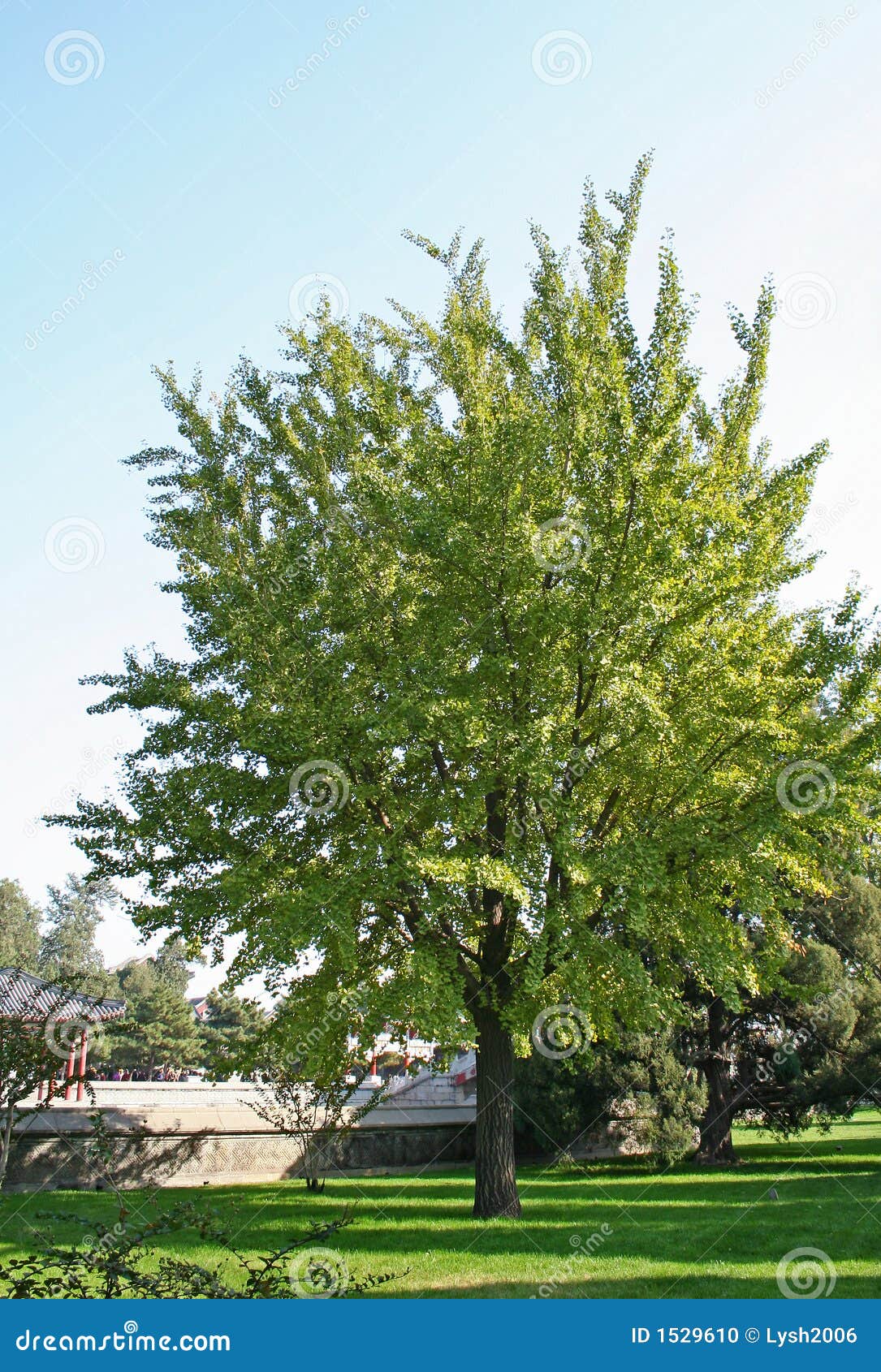 Gingkgo tree stock photo. Image of gingko, tree, gingkgo - 1529610