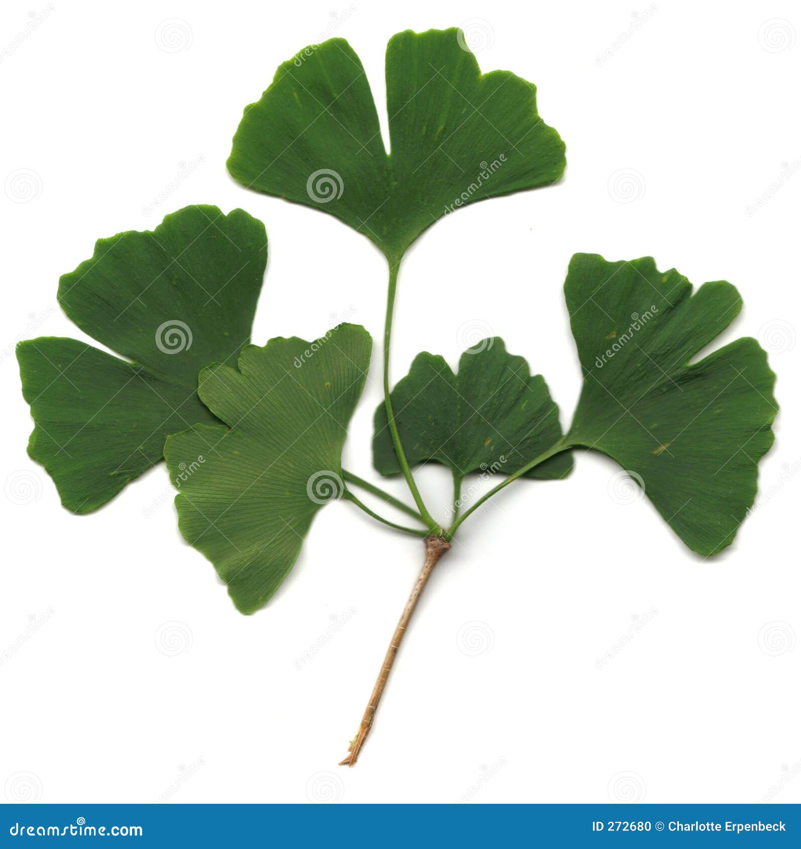 Gingko biloba stock photo. Image of natur, pharmaceutical - 272680