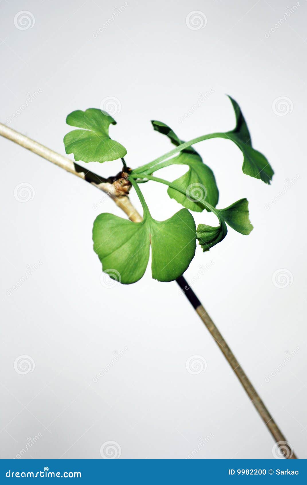 Gingko biloba stock photo. Image of green, branch, biloba - 9982200