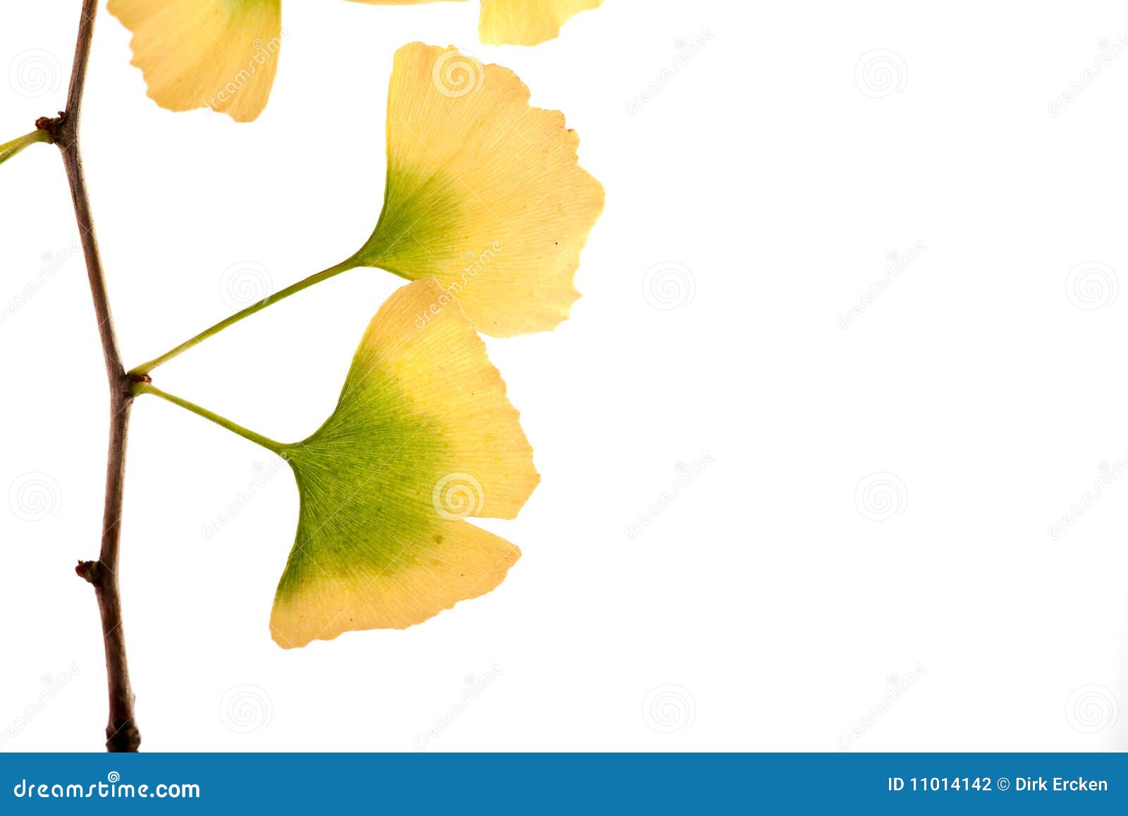Gingko Biloba Autumn Leaf Isolated Copy Space Stock Photo - Image of ...
